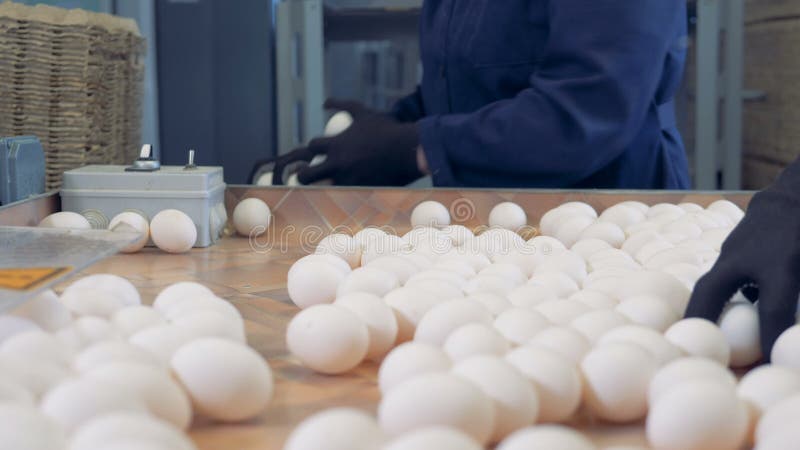 Worker Packing Fresh Eggs in the Egg Sorting Factory. Stock Video ...