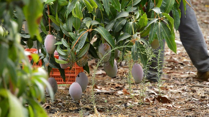 Picking mangoes of a tree stock video. Video of plantation - 297009947