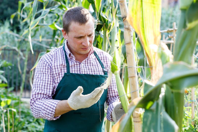 Worker Controlling Growth of Corn Stock Image - Image of growing, warm ...
