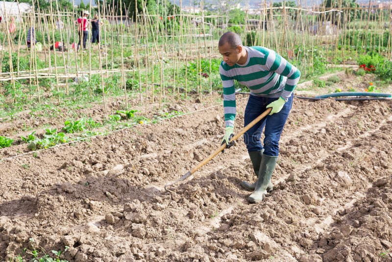 Worker Cultivates Garden Beds with Hoe Stock Photo - Image of gardening ...
