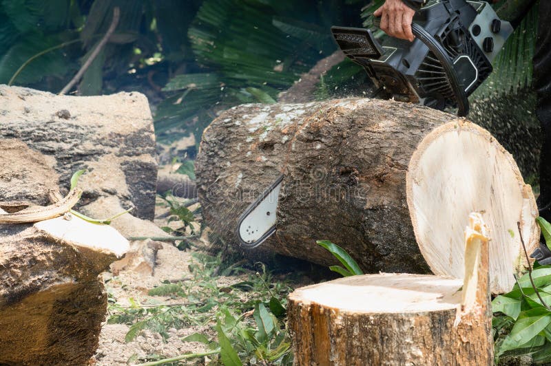 Worker Cut Down a Fallen Tree after Storm with Using a Chainsaw Stock ...