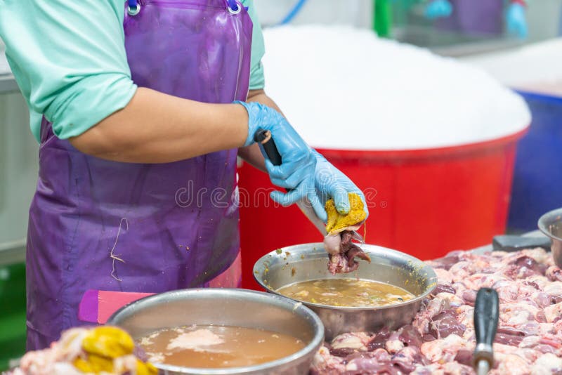 Digestive System Bird Stock Photos - Free & Royalty-Free Stock Photos ...