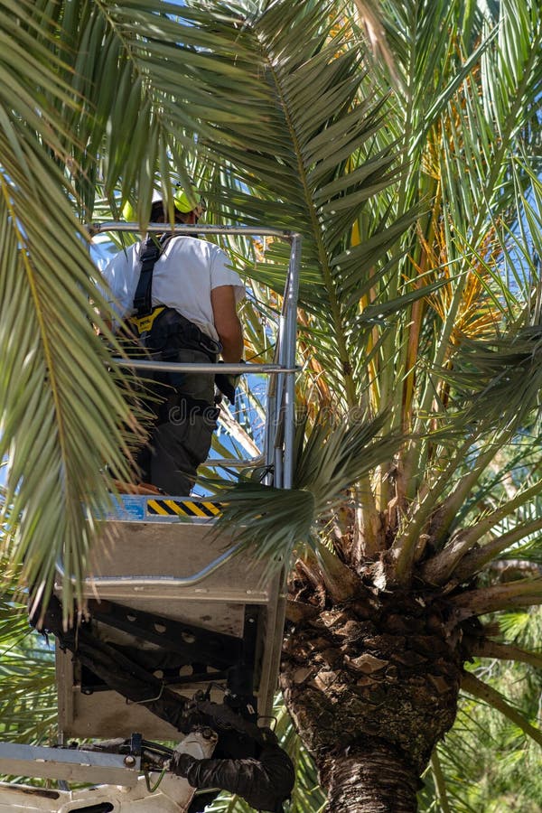 A worker cut palm trees stock image. Image of trimming - 343899459