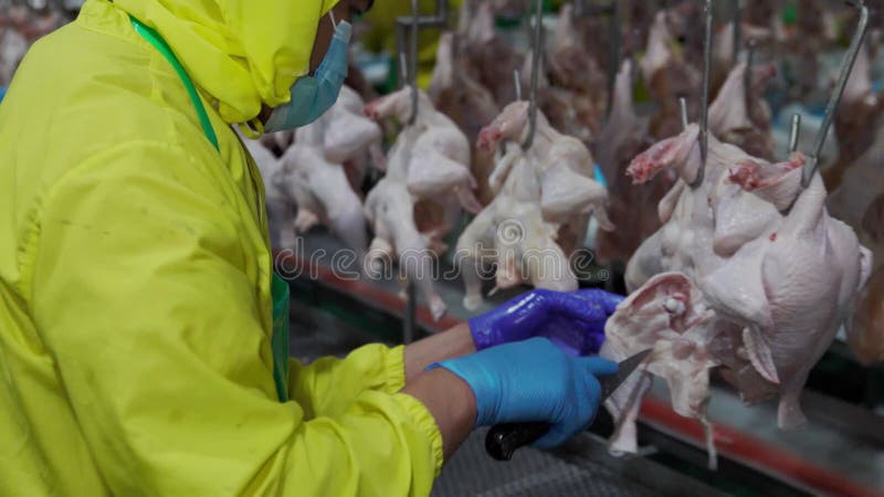 Chicken on Conveyor Chain in Technological Process Line . Stock Video ...