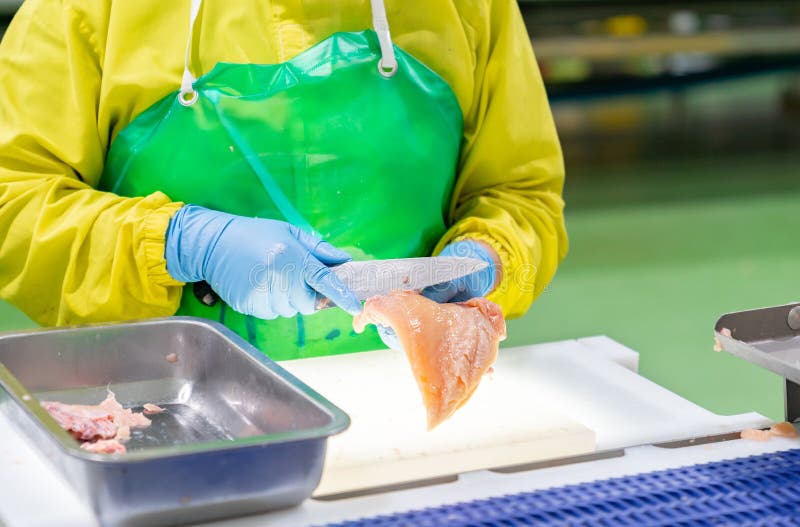 Worker Cut and Trim Chicken Part for Special Order Stock Image - Image ...