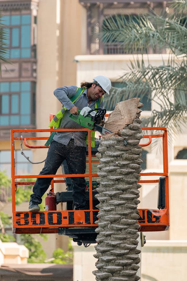Worker Cuts Down a Palm Tree with a Chainsaw Editorial Photo - Image of ...