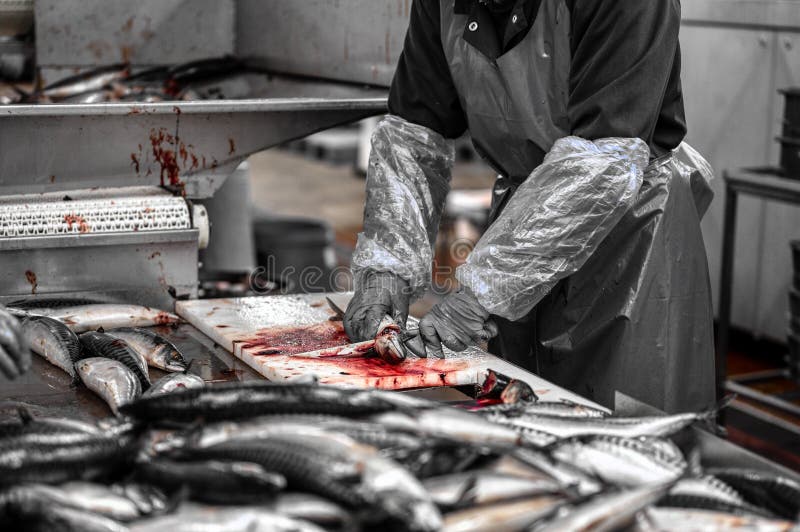 Sea Fish. a Worker Cuts Off the Head of a Fish Stock Photo - Image of ...