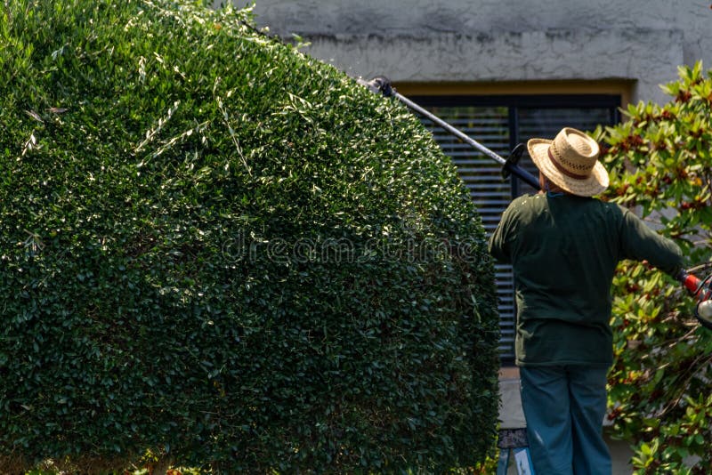 The Worker Cuts the Tree with a Brush Cutter. Concept, Cleanliness of ...