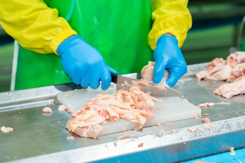 Worker Cutting a Chicken Parts and Weighing Scale for Size Spec Stock ...
