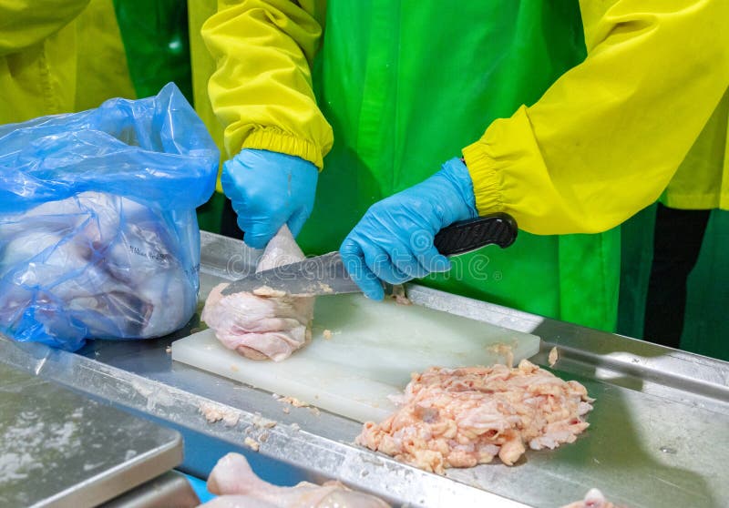 Worker Cutting Chicken Parts on Cutting Board Stock Image - Image of ...