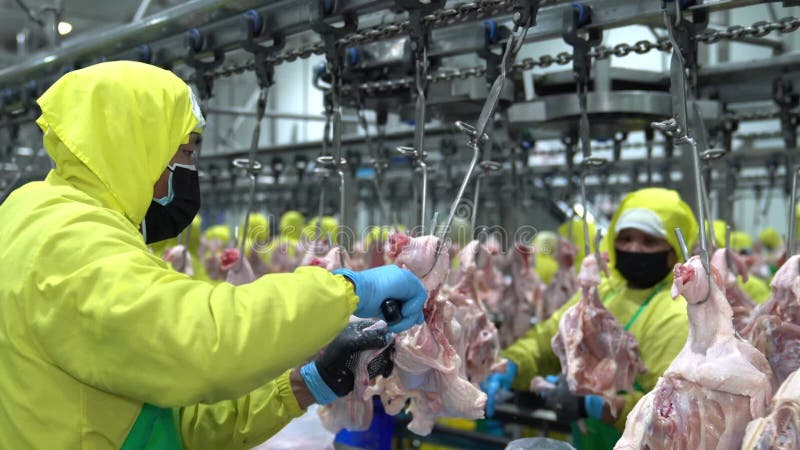 Worker Cutting Chicken Parts in Meat Process. Stock Video - Video of ...