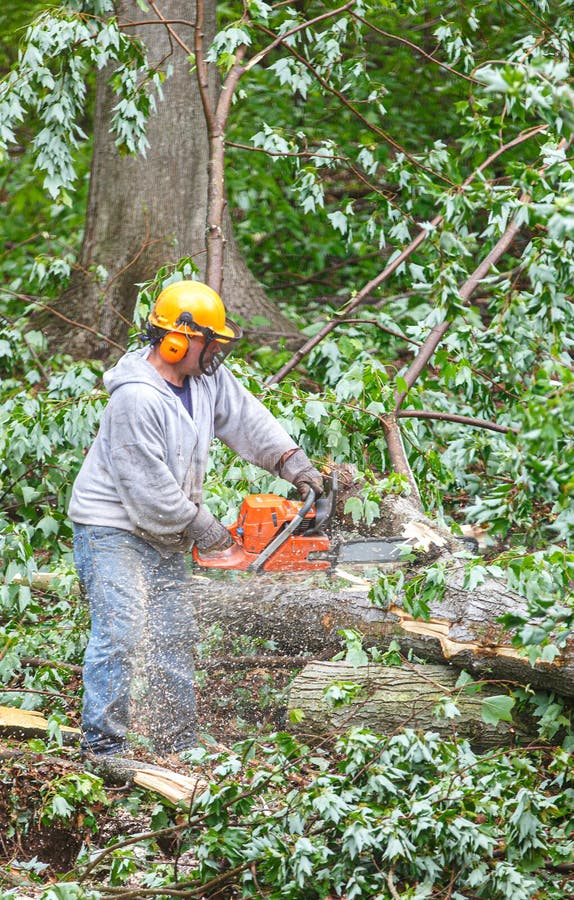 Worker Cutting Tree, Chainsaw, Storm Damage Clean-up, Branch Removal ...