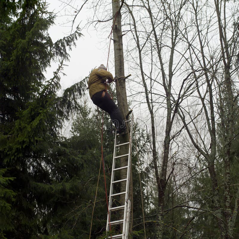 Worker cutting a tree stock image. Image of trunk, cutting - 163487859