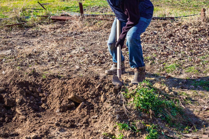 A Worker Digs the Ground for Planting a Vegetable Garden. Spring Work ...
