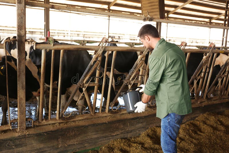 Worker Feeding Cow on Farm. Animal Husbandry Stock Photo - Image of ...