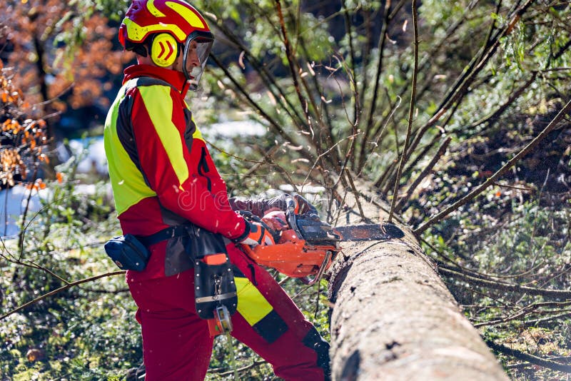 Worker Felling the Tree with Chainsaw Stock Photo - Image of figure ...