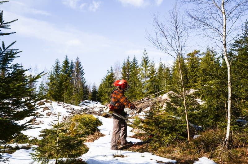 Worker with brush cutter stock photo. Image of forestry - 29908388