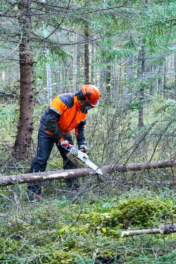 Worker in Forest with Chainnsaw Making Firewood Stock Photo - Image of ...