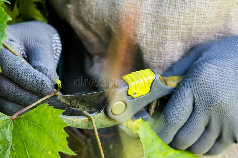 Worker with Gardener Scissors is Pruning Vine Tree, Person is ...