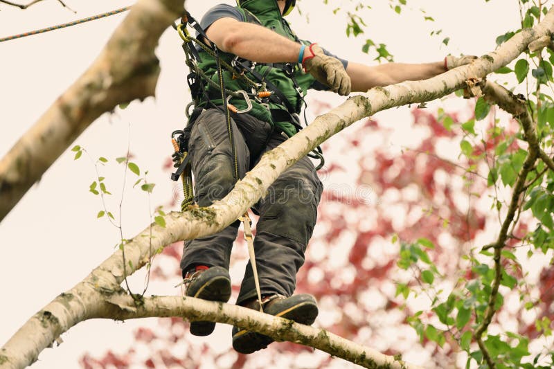Man Climber on a Tree To Trim Branches Stock Photo - Image of helmet ...
