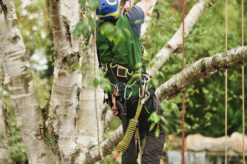 Man Climber on a Tree To Trim Branches Stock Image - Image of ...