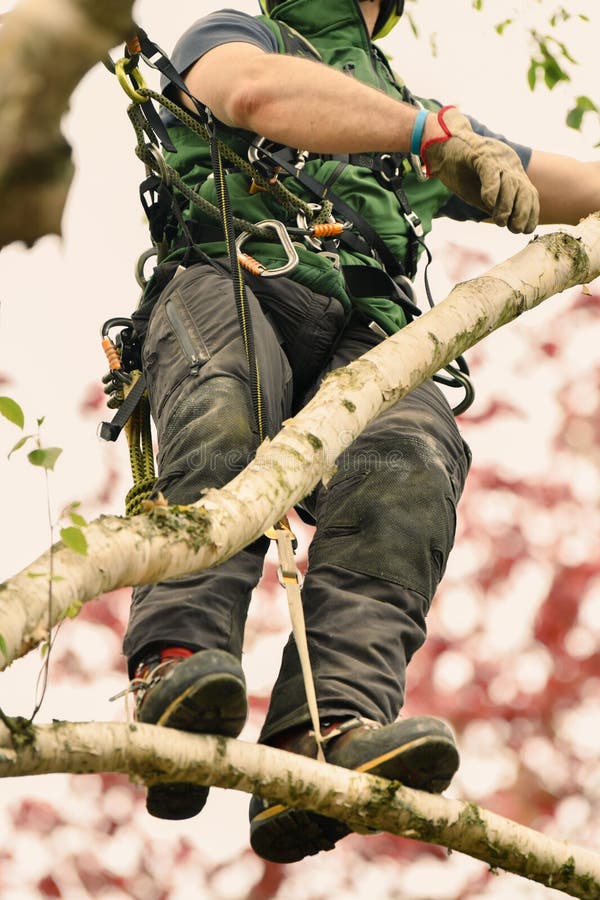 Man Climber on a Tree To Trim Branches Stock Image - Image of fastening ...