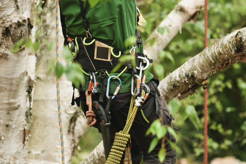 Man Climber on a Tree To Trim Branches Stock Photo - Image of ...