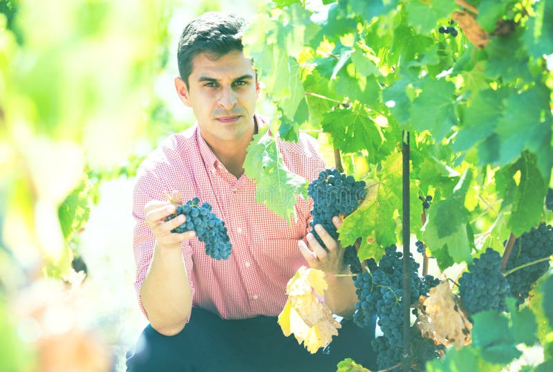 Worker at grape farm stock photo. Image of cutting, countryside - 94647724