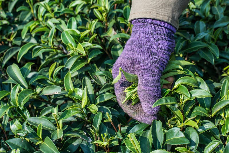 The Worker Hand Pick Up Green Tea Leaves Stock Image - Image of ...
