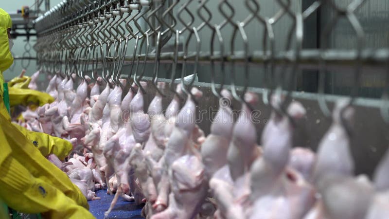 Worker Hang Live Bird on Chain Conveyor Stock Footage - Video of animal ...
