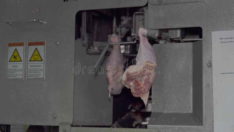Worker Hanging Chicken Leg on Automatic Remove Bone Machine. Stock ...