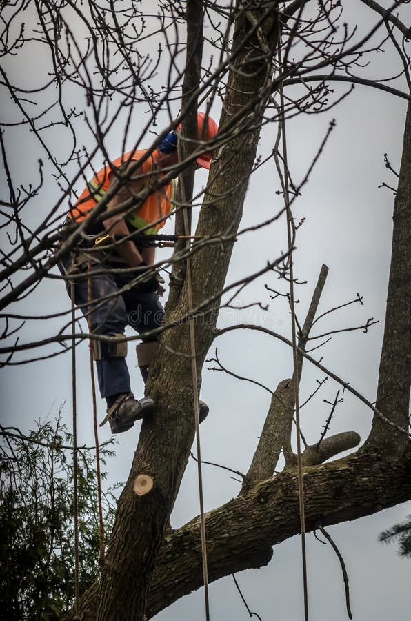 Worker with Harness Trimming a Large Tree Stock Photo - Image of safety ...