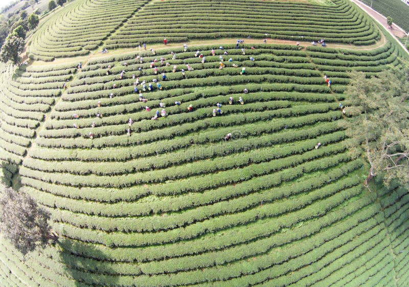 Worker Harvesting Green Tea Stock Image - Image of farm, thailand: 48649423
