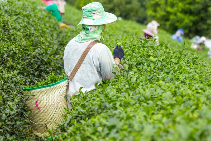 Worker Harvesting Green Tea Editorial Stock Photo - Image of highland ...