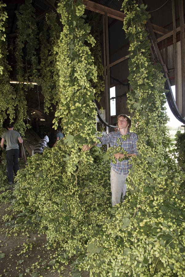 HARVESTING HOPS editorial image. Image of beer, harvest - 34082965