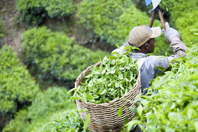 Worker Harvesting Tea Leaves Editorial Stock Photo - Image of estate ...