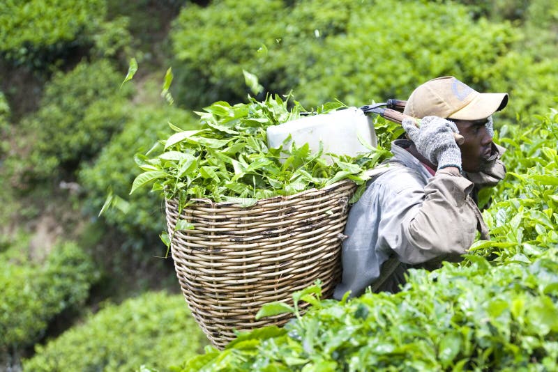 Worker Harvesting Tea Leaves Editorial Stock Photo - Image of estate ...