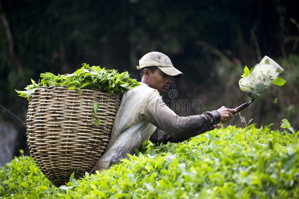 Worker Harvesting Tea Leaves Editorial Stock Photo - Image of estate ...