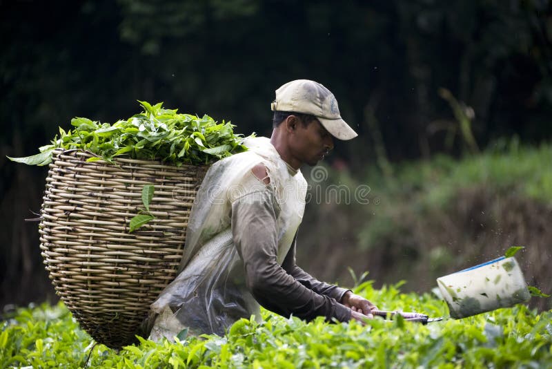 Worker Harvesting Tea Leaves Editorial Stock Photo - Image of estate ...