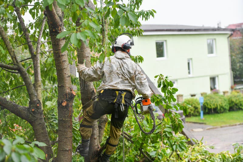 A Worker with a Helmet Works at a Height in the Trees. Climber on a ...