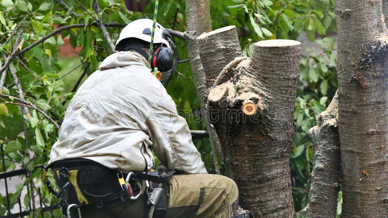 A Worker with a Helmet Works at a Height in the Trees. Climber on a ...