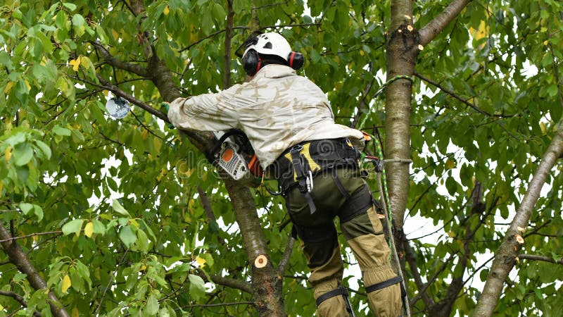 A Worker with a Helmet Works at a Height in the Trees. Climber on a ...