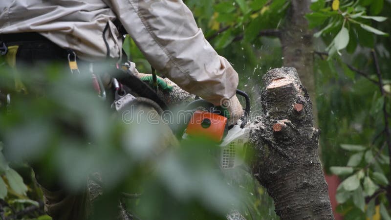A Worker with a Helmet Works at a Height in the Trees. Stock Footage ...