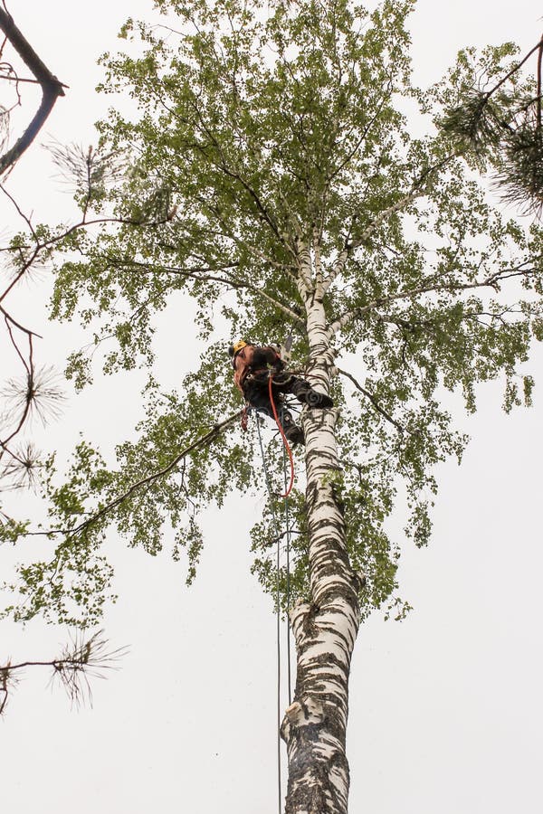 Worker on a High Tree Dropping Branches Stock Photo - Image of manual ...