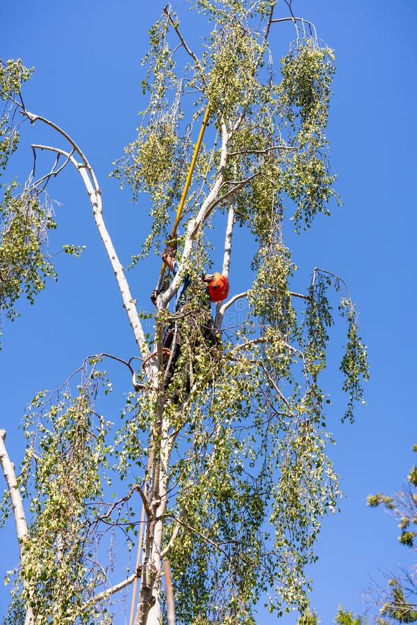 Worker High Up in a Birch Tree, Trimming the Branches; California Stock ...