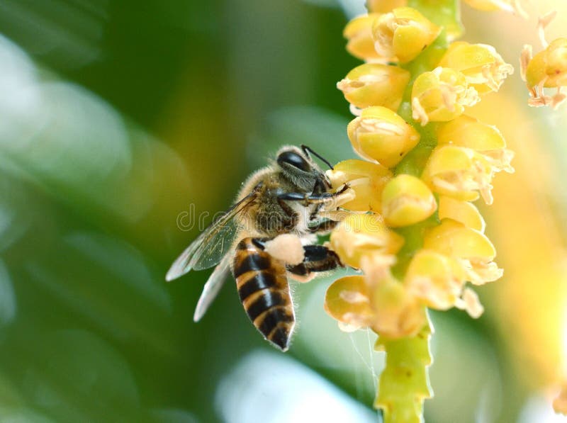 Bee. European, insect. stock image. Image of honey, beekeeping - 172012061