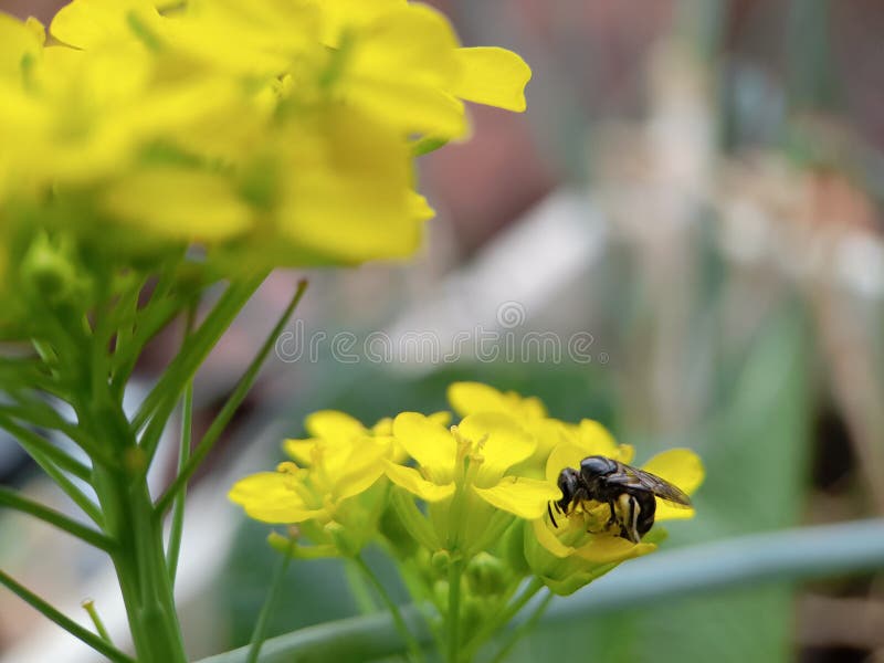 A Worker Hony Bee Pollinating Flower Stock Photo - Image of worker ...