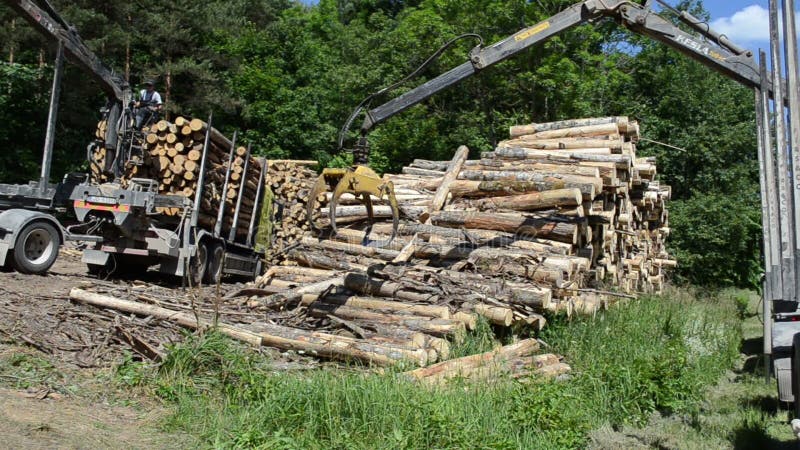 Man load trailer wood log stock footage. Video of grab - 35733405