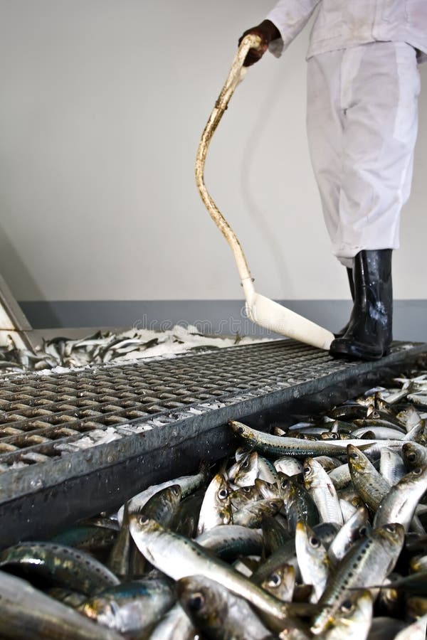 Worker Looking at Fish Selection Stock Image - Image of factory, gloves ...
