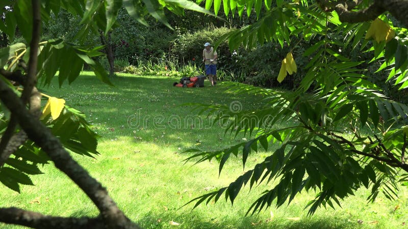 Worker Man Start Lawn Mower and Cut Grass. View through Tree Leaves. 4K ...